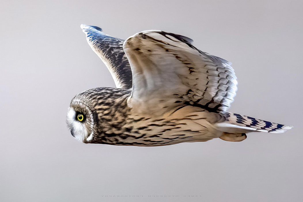 Blogripper | Blogripper